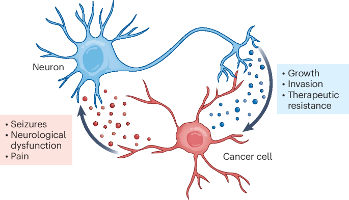 Cancer research needs neuroscience and neuroscientists | Nature ...