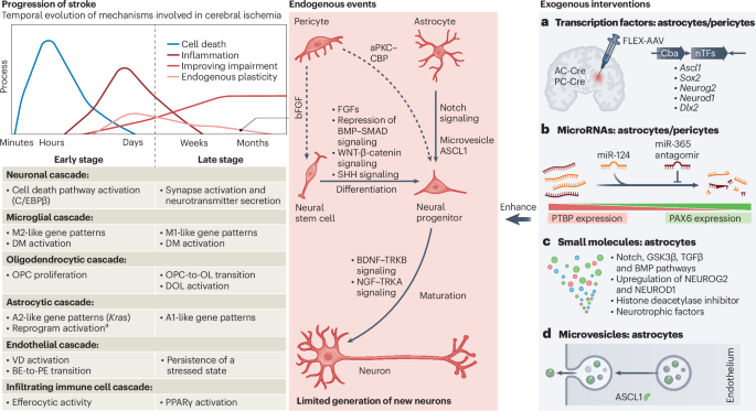 Changing genes, cells and networks to reprogram the brain after stroke ...