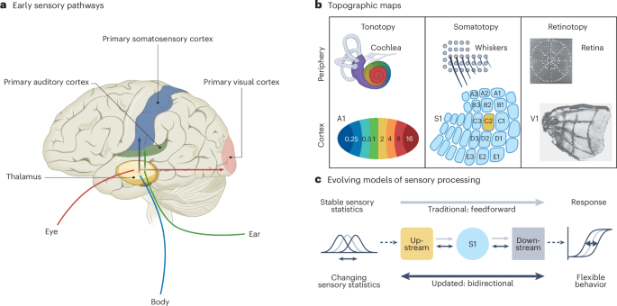 An adaptive and flexible role for primary sensory cortex | Nature ...