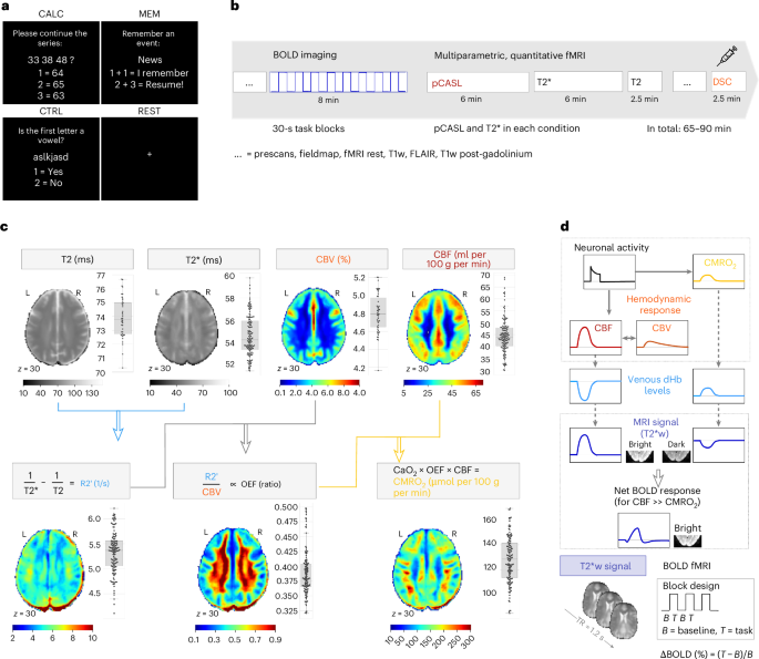 BOLD signal changes can oppose oxygen metabolism across the human ...