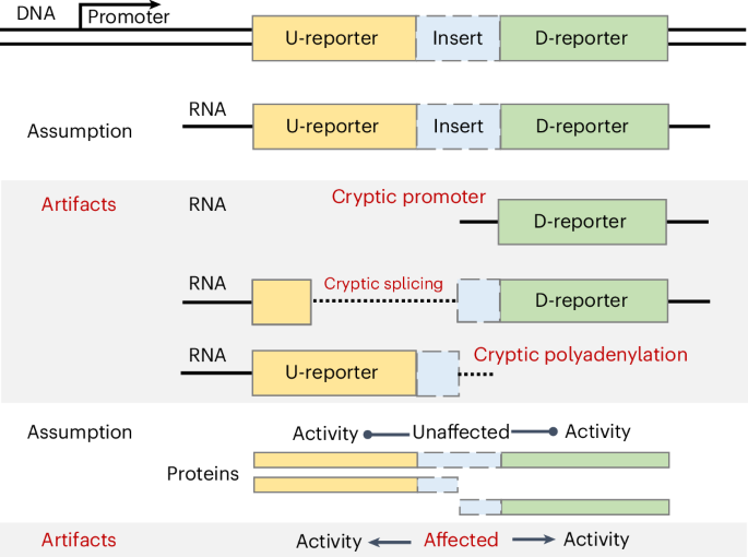 Guidelines for minimal reporting requirements, design and ...
