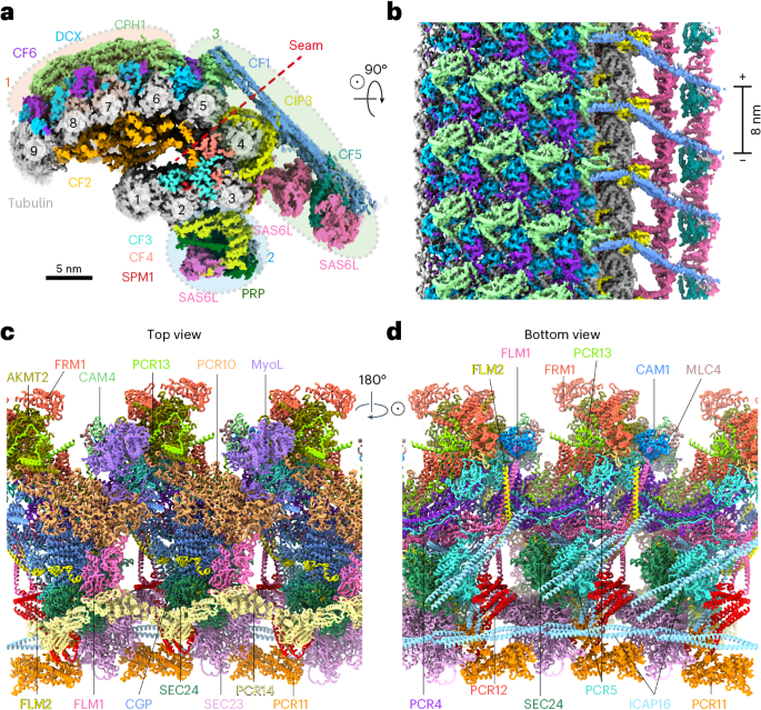 High-resolution cryo-EM meets parasitology in structural models of the ...