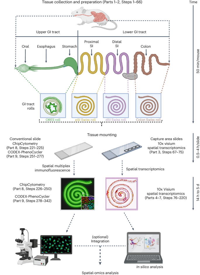 A versatile tissue-rolling technique for spatial-omics analyses of the entire murine ...