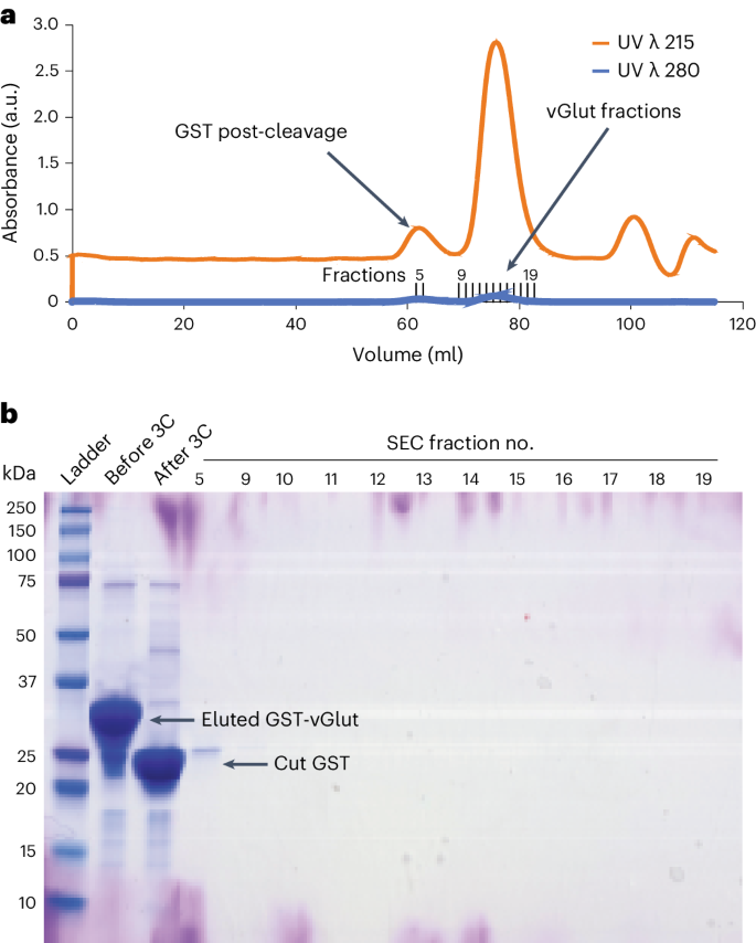 Observing isolated synaptic vesicle association and fusion ex vivo ...
