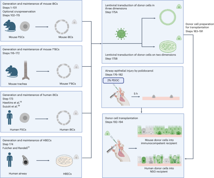 Life-long functional regeneration of in vivo airway epithelium by the ...