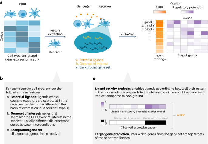 Unraveling cell–cell communication with NicheNet by inferring active ...