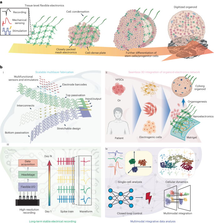 Cyborg organoids integrated with stretchable nanoelectronics can be ...