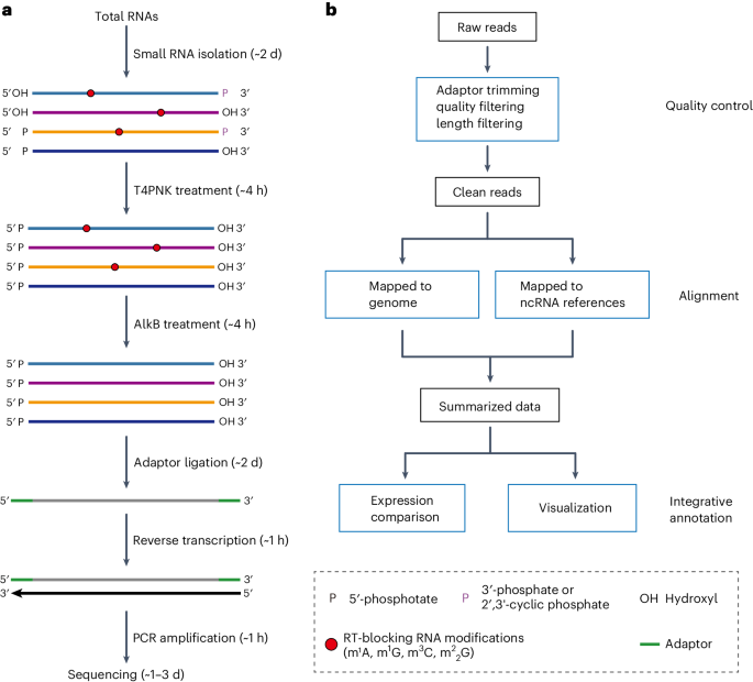 Optimized identification and characterization of small RNAs with PANDORA-seq | Nature Protocols