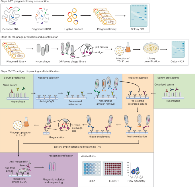 Identification of immunogenic commensal antigens using phage display ...