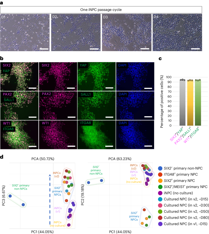 Expansion of human pluripotent stem cell–induced nephron progenitor ...