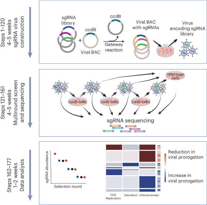 Multidimensional analysis of host–virus interactions using the virus-encoded CRISPR-based direct ...