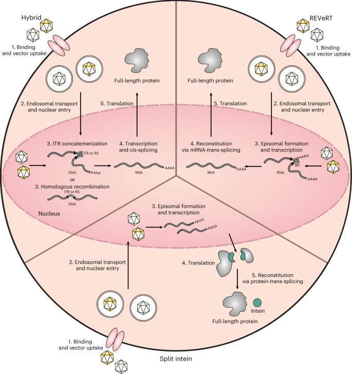 Dual AAV vectors for efficient delivery of large transgenes | Nature ...