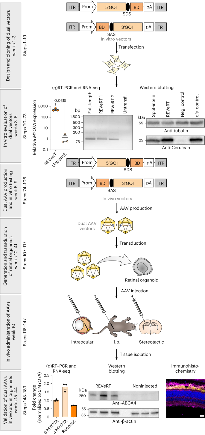Dual AAV vectors for efficient delivery of large transgenes | Nature ...