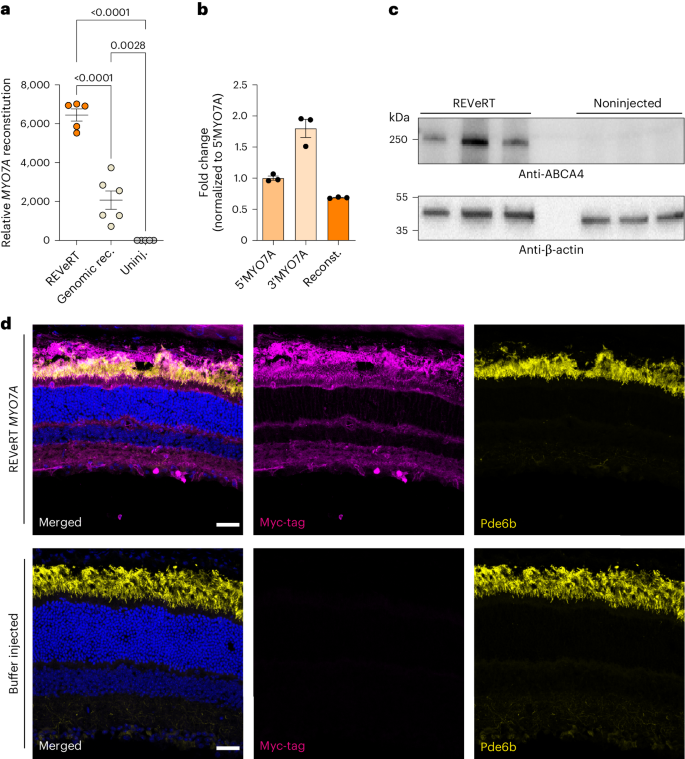 Dual AAV vectors for efficient delivery of large transgenes | Nature ...