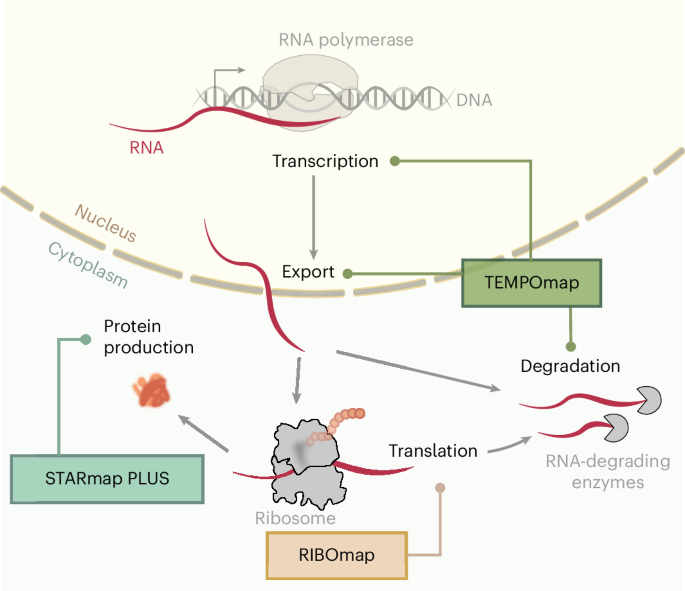 Spatially resolved in situ profiling of mRNA life cycle at transcriptome scale in intact cells ...