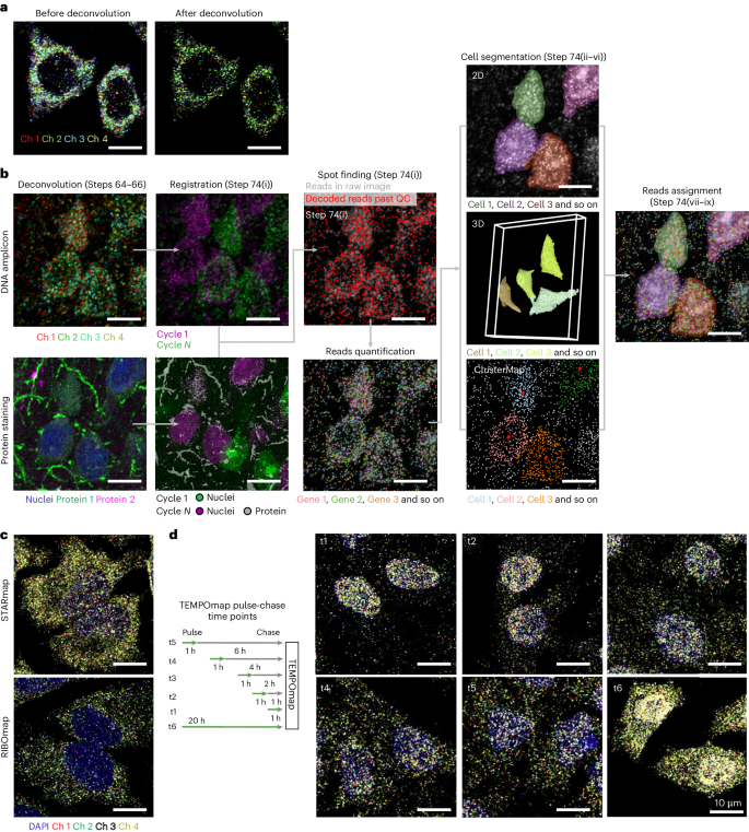 Spatially resolved in situ profiling of mRNA life cycle at transcriptome scale in intact cells ...