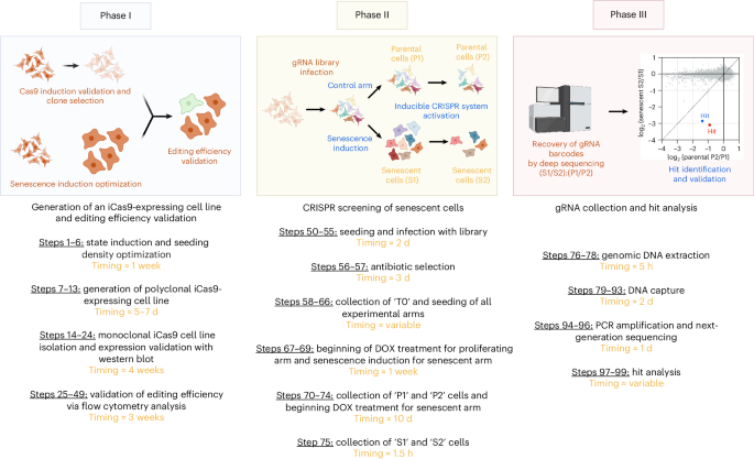 Inducible CRISPR–Cas9 screening platform to interrogate non ...