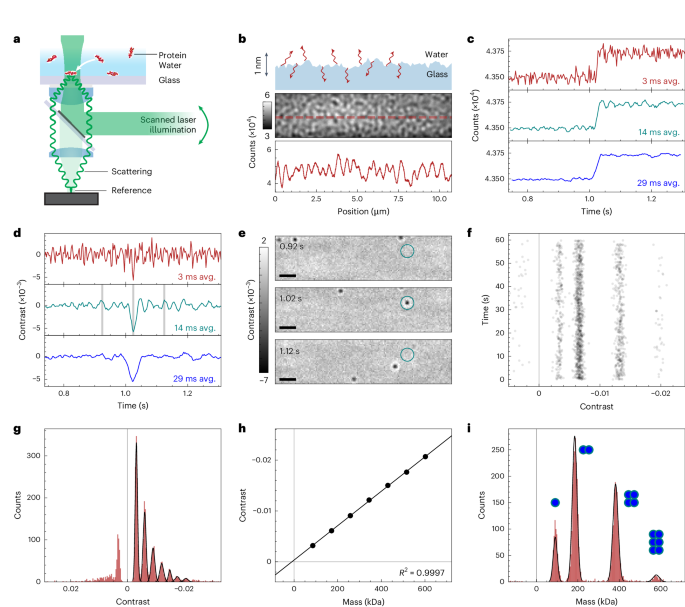Best practice mass photometry: a guide to optimal single-molecule mass ...