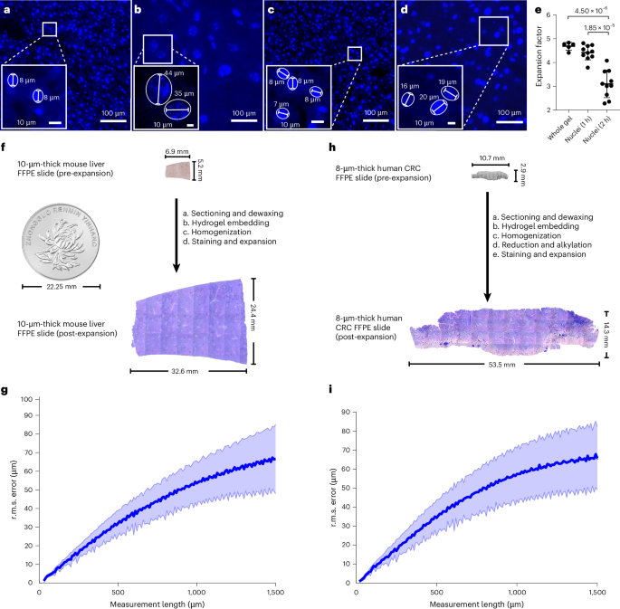 Filter-aided expansion proteomics for the spatial analysis of single ...