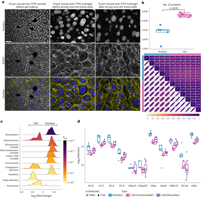 Filter-aided expansion proteomics for the spatial analysis of single ...