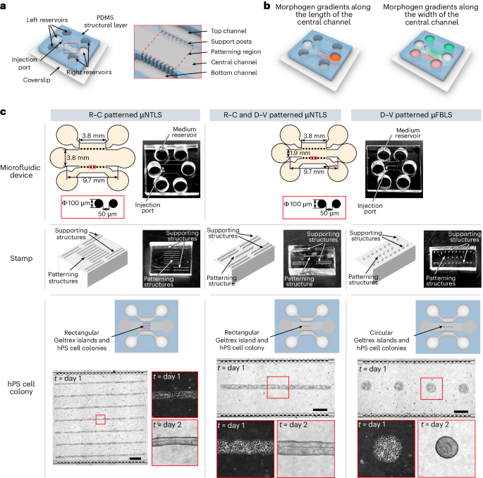 Generation of spatially patterned human neural tube-like structures using microfluidic gradient ...