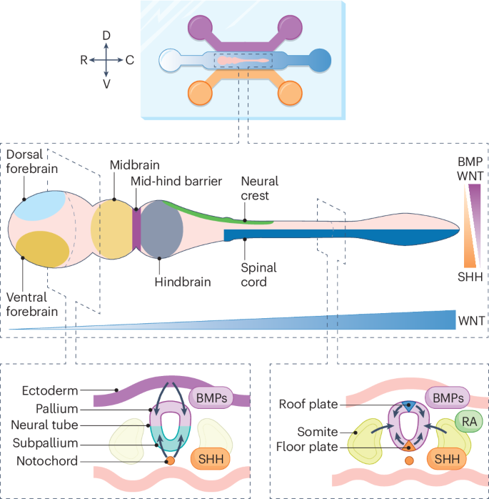 Microfluidic gradients create a stem cell model of the human central ...
