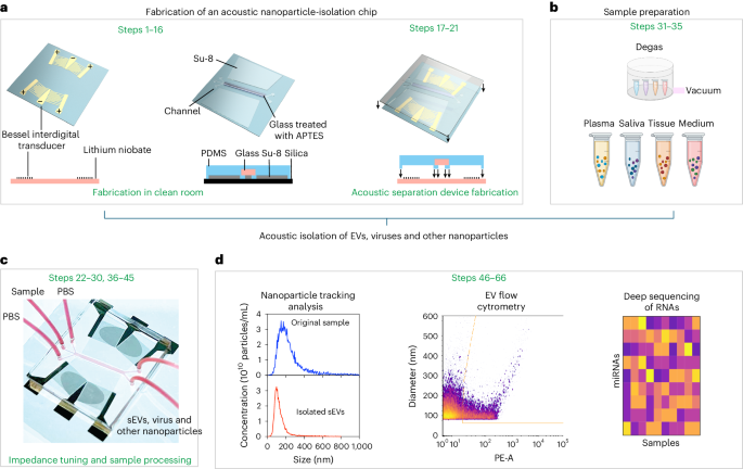 Acoustic separation and isolation of viruses, small extracellular ...