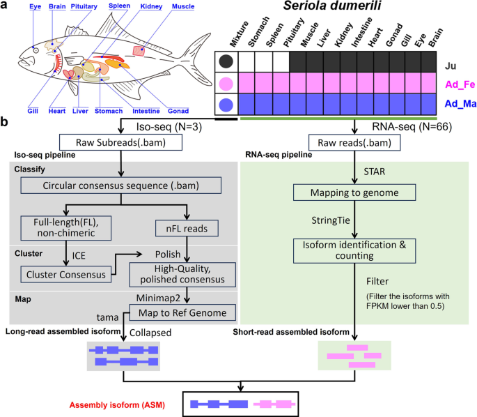 Integrating Iso-seq and RNA-seq data for the reannotation of the greater amberjack genome ...