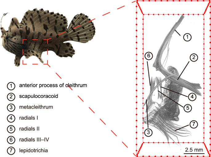 A chromosome-level genome of the striated frogfish (Antennarius ...