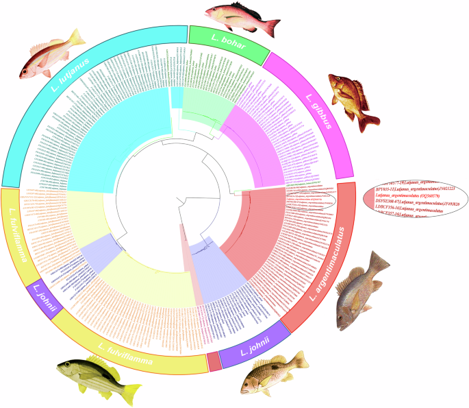Genome assembly, Full-length transcriptome, and isoform diversity of ...