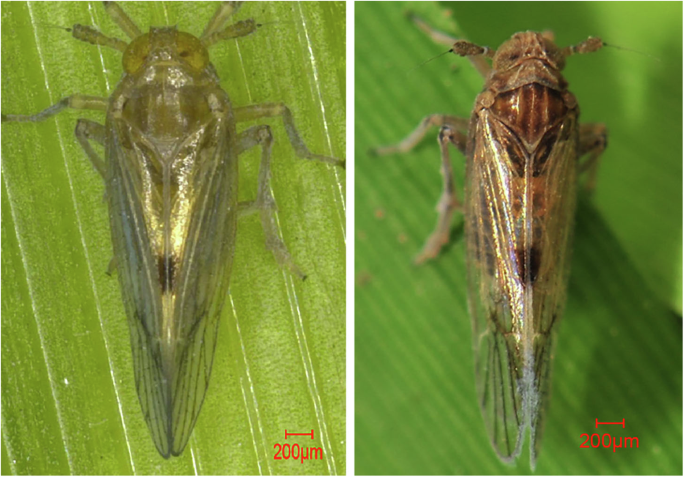 Chromosome-level genome assembly of the planthopper Nilaparvata muiri ...