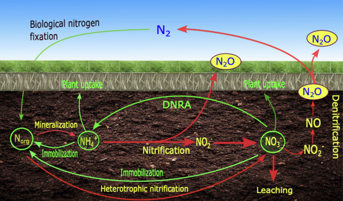 A global dataset of gross nitrogen transformation rates across ...