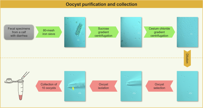 Chromosome-level genome assembly of Cryptosporidium parvum by long-read ...