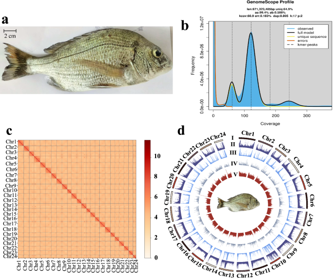 A telomere-to-telomere genome assembly of the protandrous hermaphrodite ...