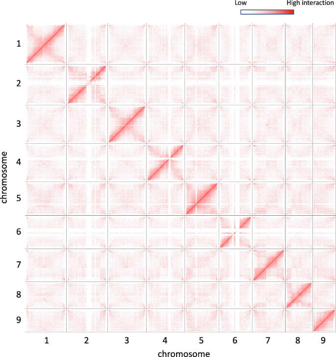 An annotated haplotype-resolved genome sequence assembly of diploid ...