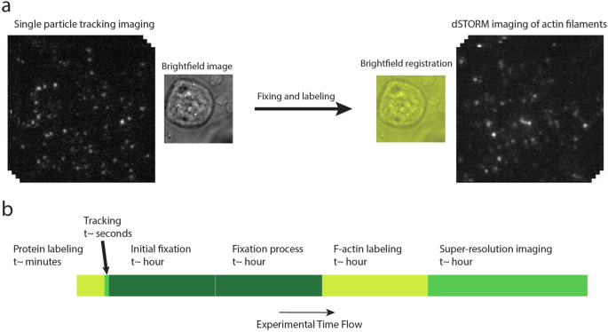 Fast Single-Particle Tracking of Membrane Proteins Combined with Super ...