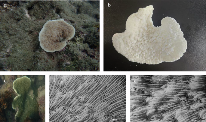 A draft genome assembly of the mushroom coral Podabacia crustacea ...