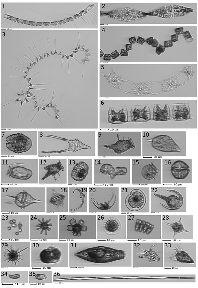 Annotated IFCB plankton images from the Mediterranean Sea | Scientific Data