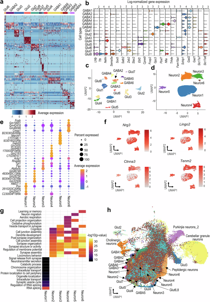 Comprehensive Single-Cell Transcriptomic Atlas of the Mouse Pons and ...
