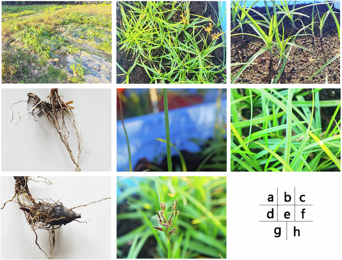Chromosome-Level Genome Assembly and Annotation of purple nutsedge ...