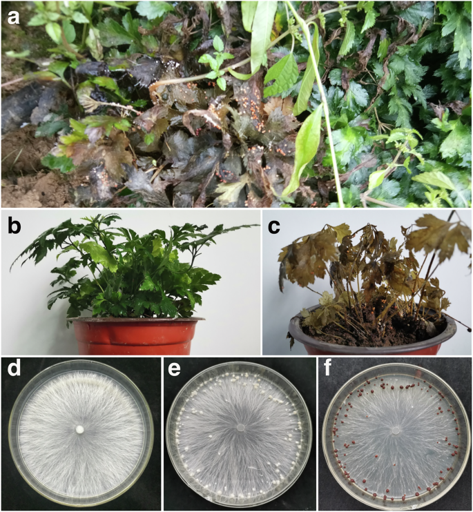 The high-quality genome sequence of Agroathelia rolfsii (Syn ...