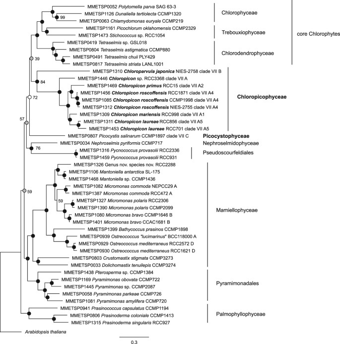 Chloropicophyceae, a new class of picophytoplanktonic prasinophytes ...