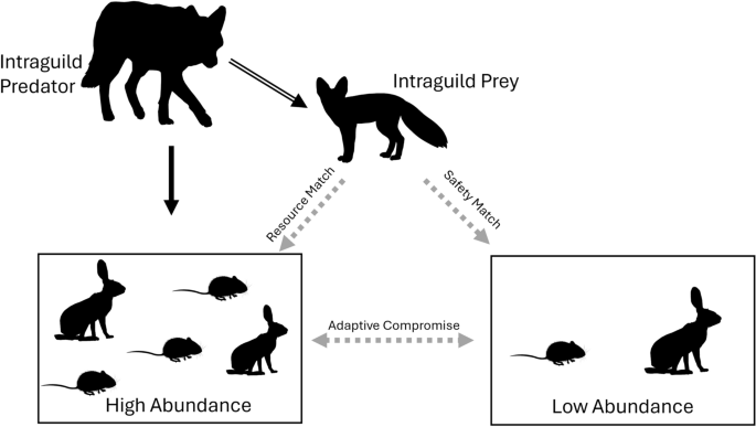 Kit foxes demonstrate adaptive compromise characteristics under ...