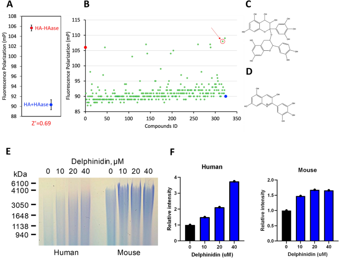 Hyaluronidase inhibitor delphinidin inhibits cancer metastasis ...