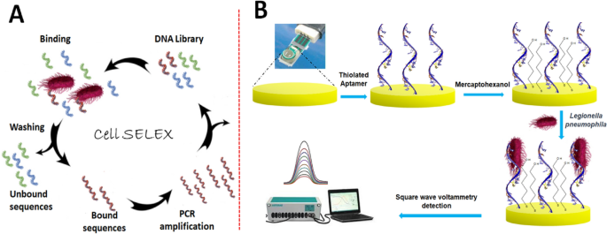 Cell-SELEX for aptamer discovery and its utilization in constructing ...