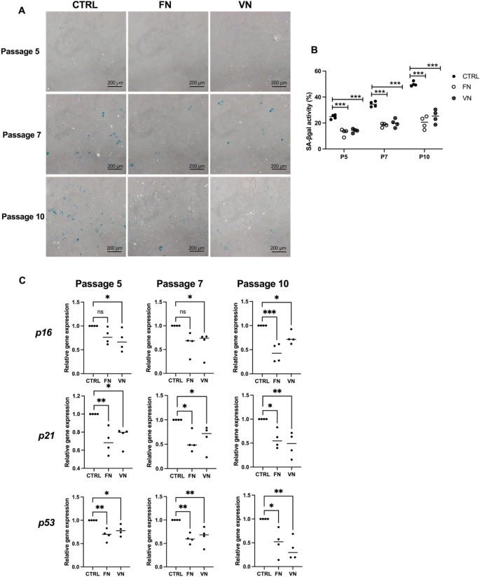 Fibronectin and vitronectin alleviate adipose-derived stem cells ...