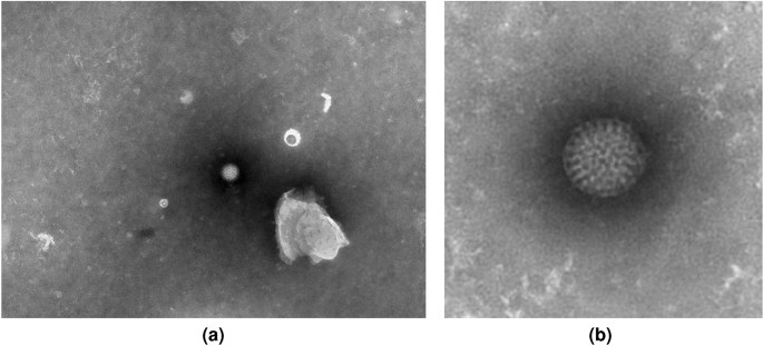 Classification of rotation-invariant biomedical images using equivariant neural networks ...