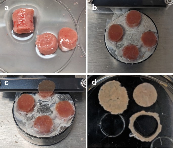 Analysis of culture and RNA isolation methods for precision-cut liver ...