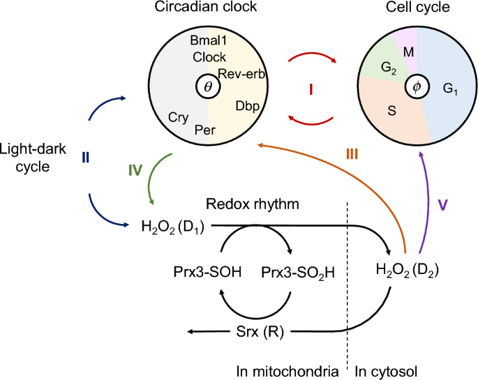 A coupled model between circadian, cell-cycle, and redox rhythms ...