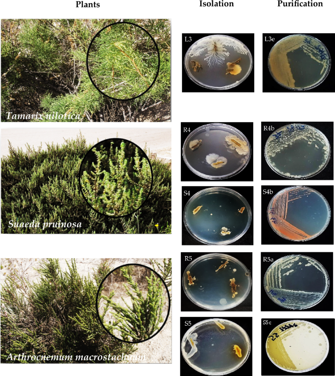 Plant-associated halotolerant bacteria improving growth of Vicia faba L. Mariout-2 under ...